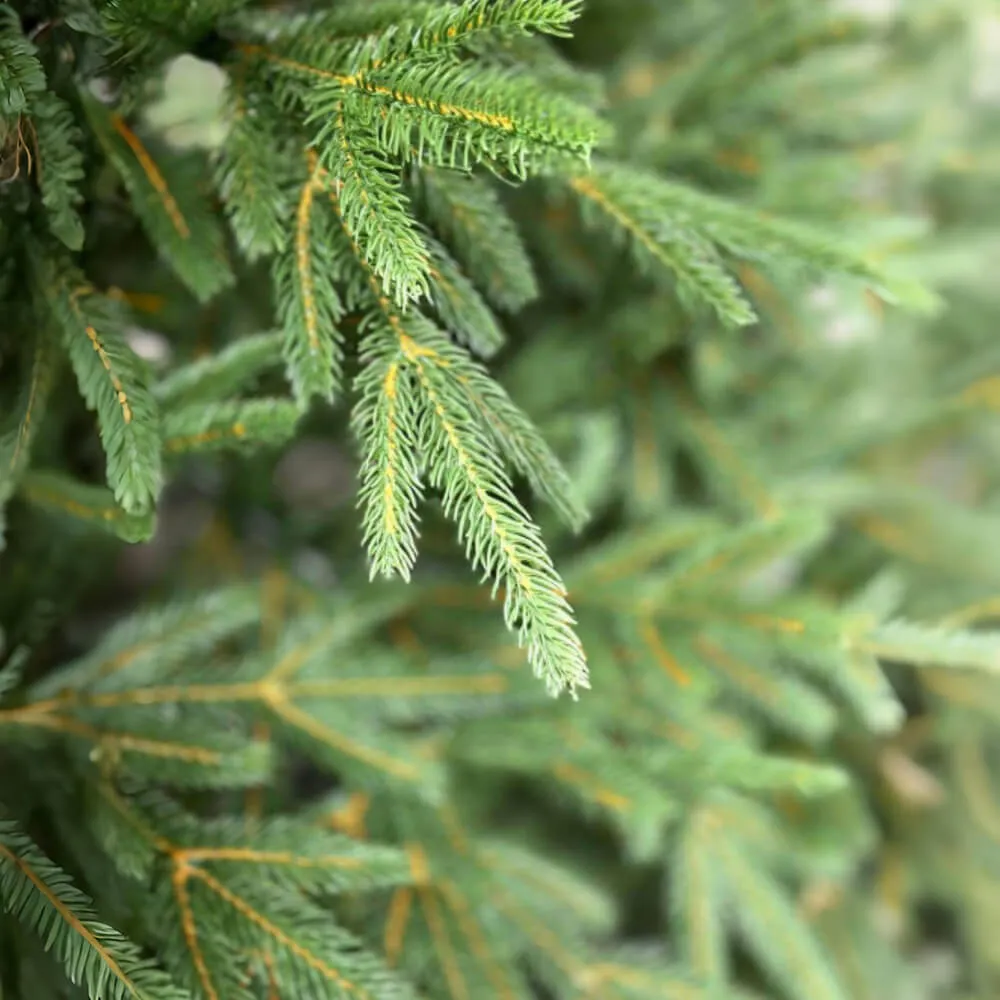 Christmas hinged tree Green, 3 sizes | Wonderbayt